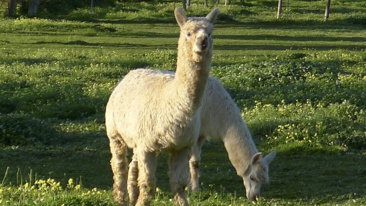 Choose a farm stay in Perth for your next holiday